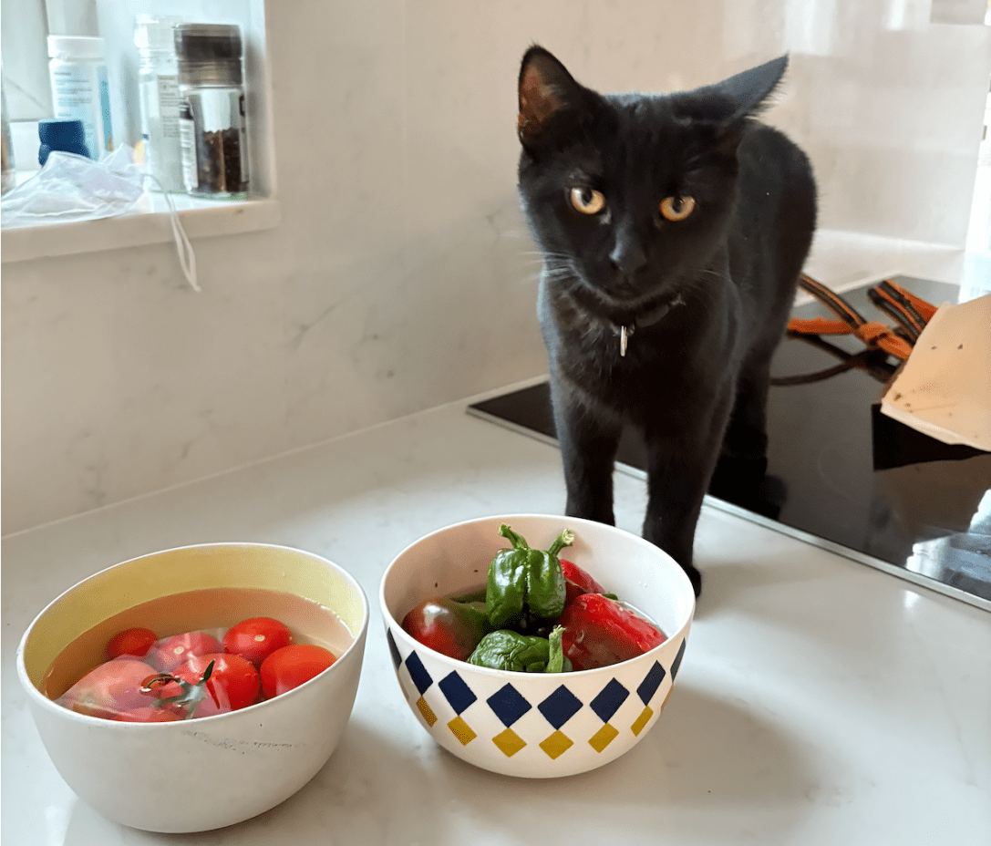 Using CatBoost.ai in Healthcare – API Crazy